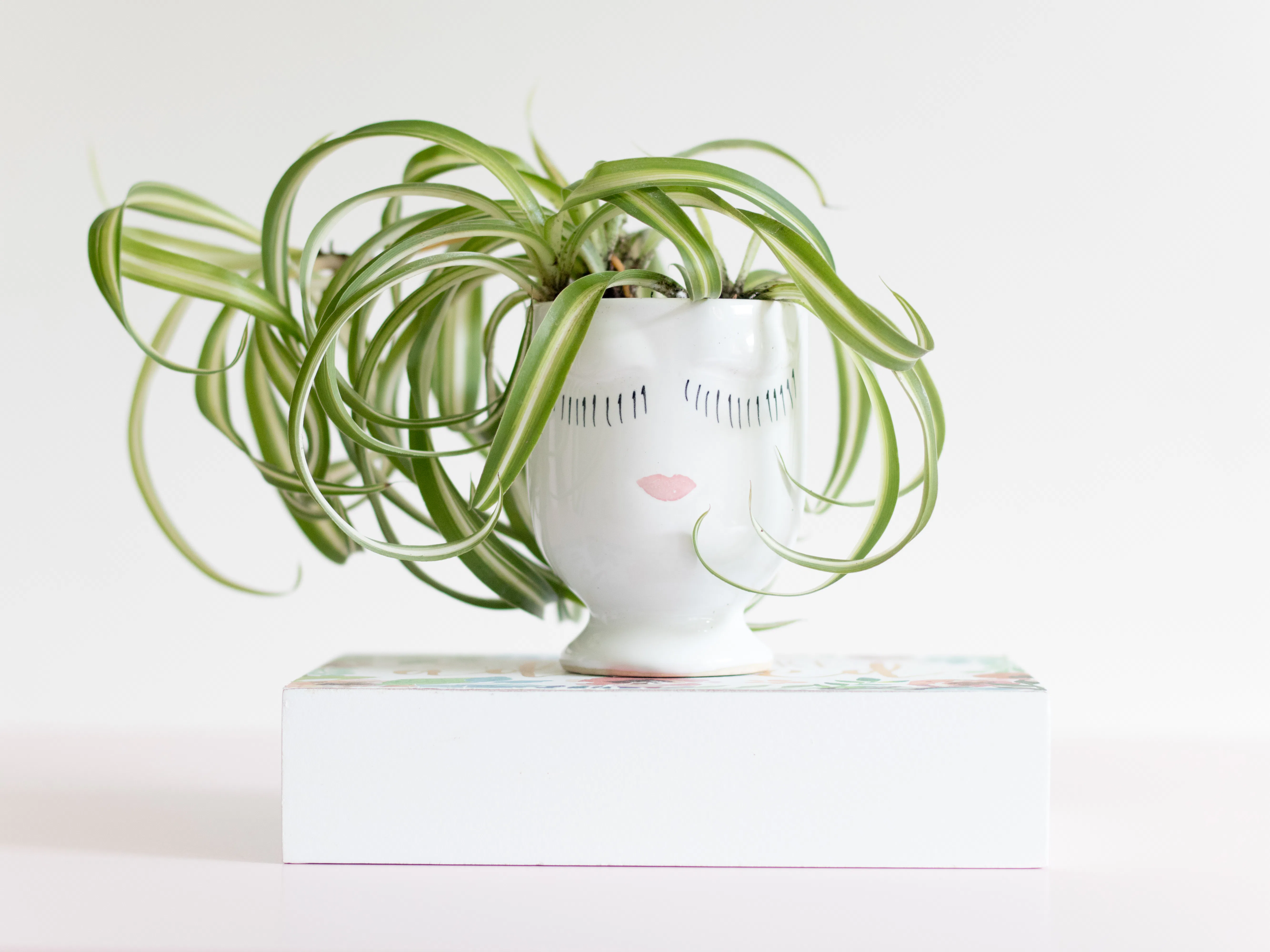 House Plant Club On How To Look After Your House Plants In 5 Simple Steps