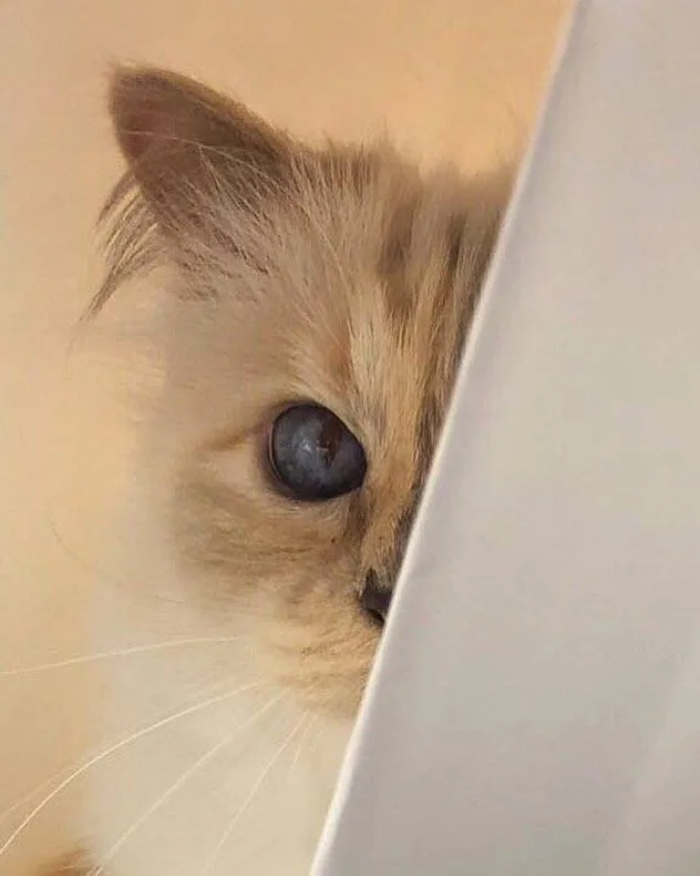 Who's The Richest Pet? These Furry Companions Make Mega-Millions