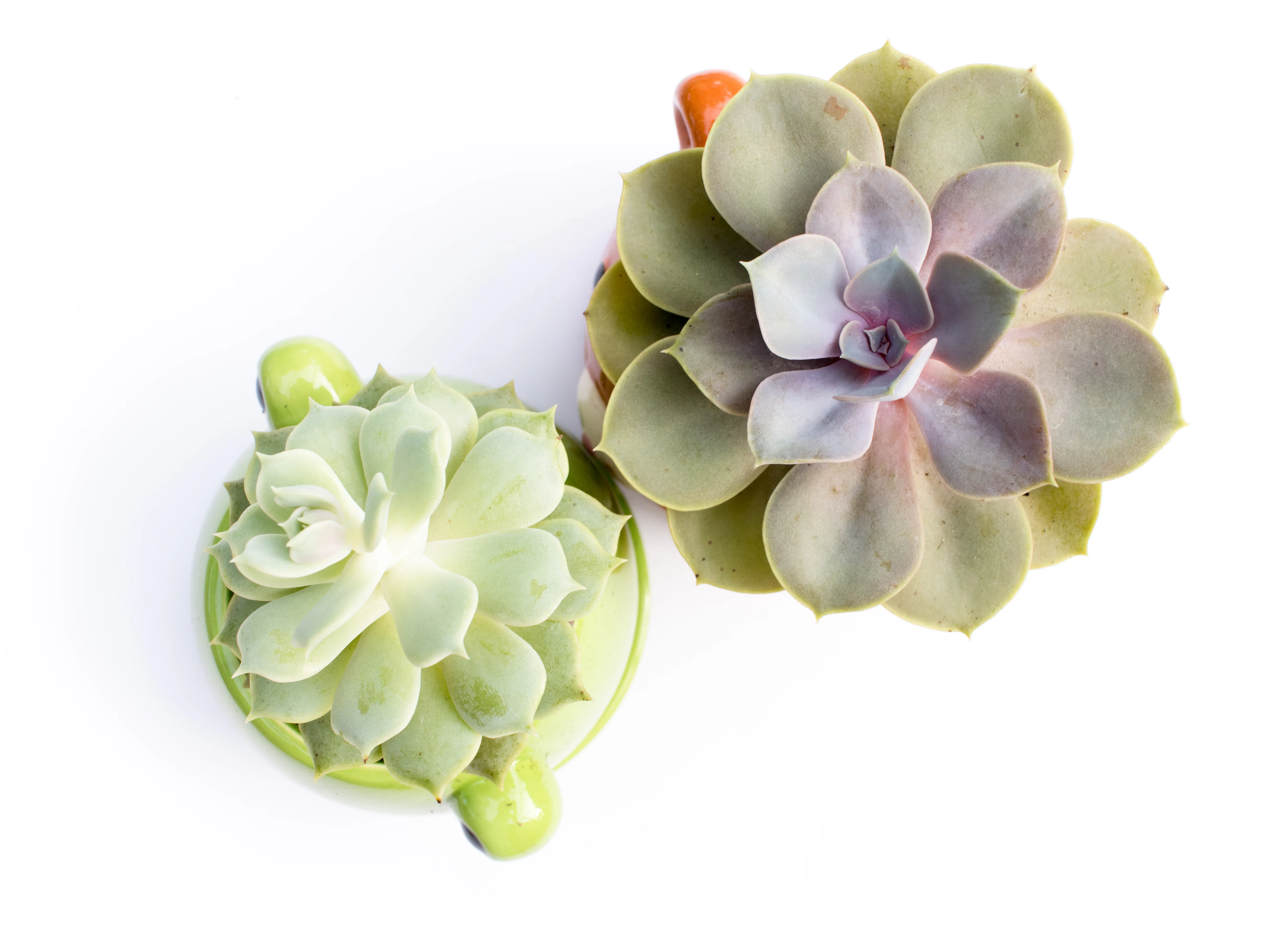 House Plant Club On How To Look After Your House Plants In 5 Simple Steps