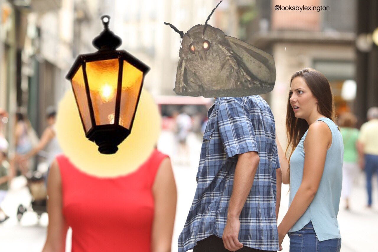 12 Moth Lamp Memes & Tweets To Further Feed Your Obsession