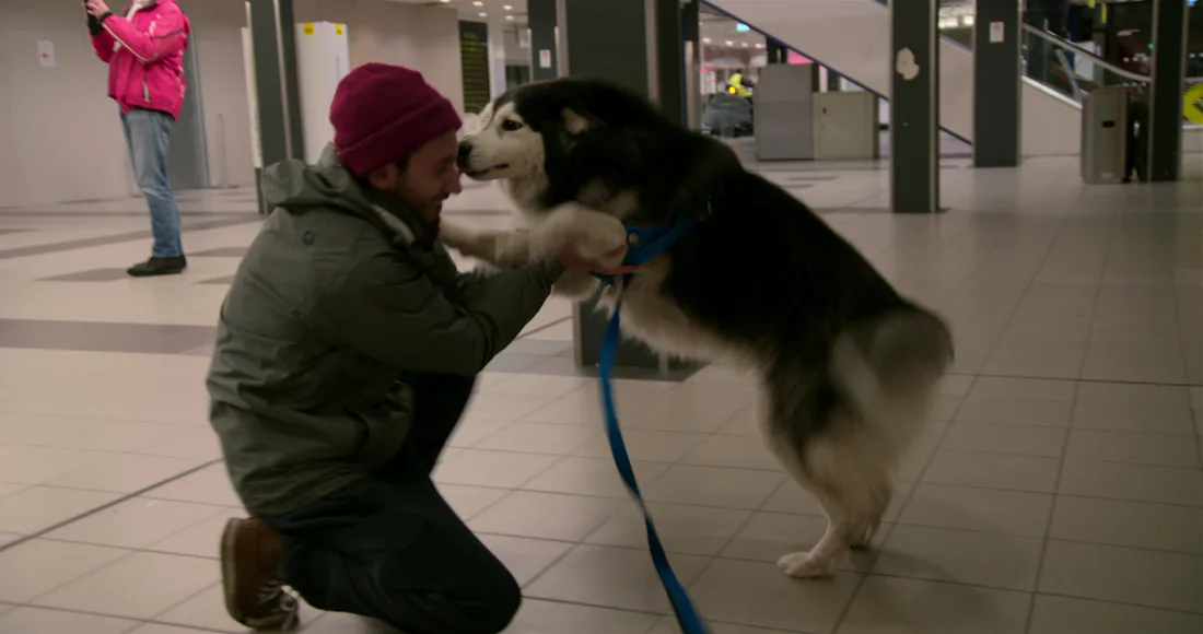 How The Creators Of Netflix's 'Dogs' Handpicked The 6 Pups & Their ...