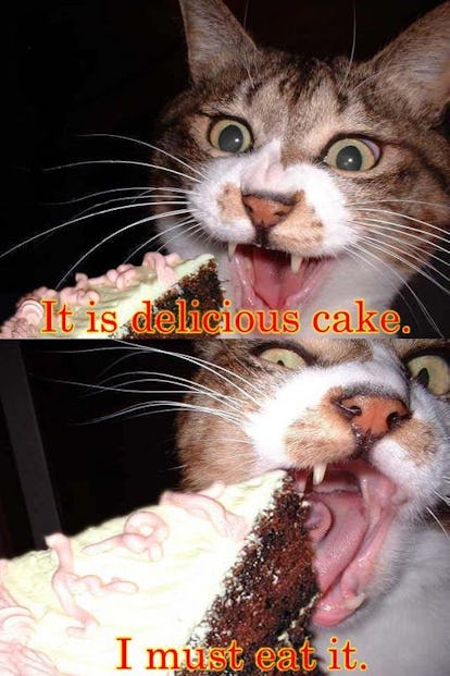 11 National Cake Day 2018 Memes That Will Make You Super Hungry