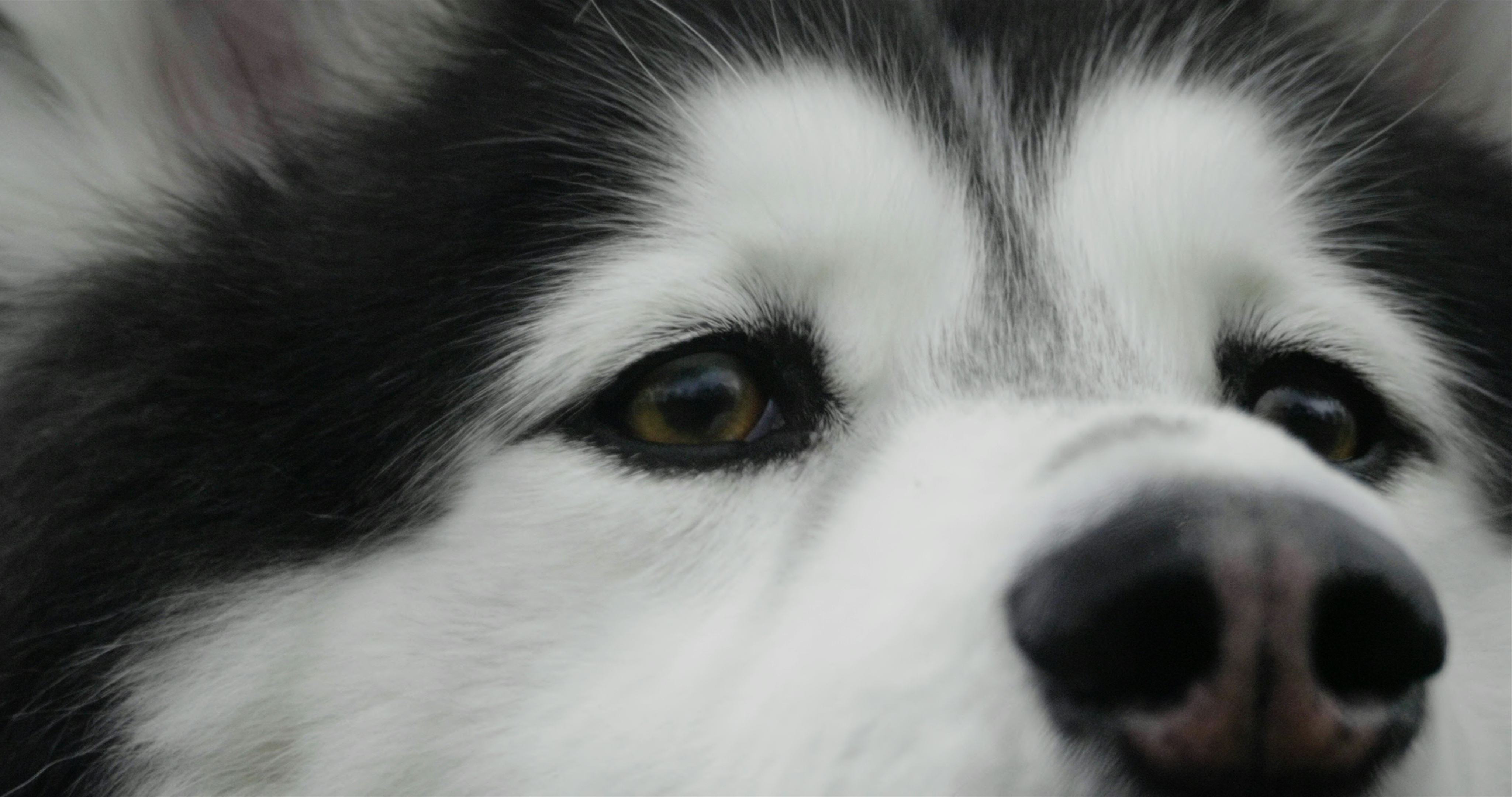 How The Creators Of Netflix's 'Dogs' Handpicked The 6 Pups & Their ...