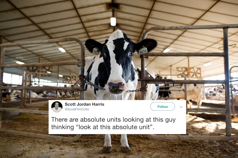 The Giant Cow Meant For The Slaughterhouse Has Been Saved After Going ...