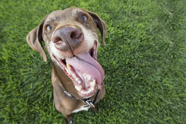 40 Hilarious Dog GIFs Guaranteed To Make Your Day