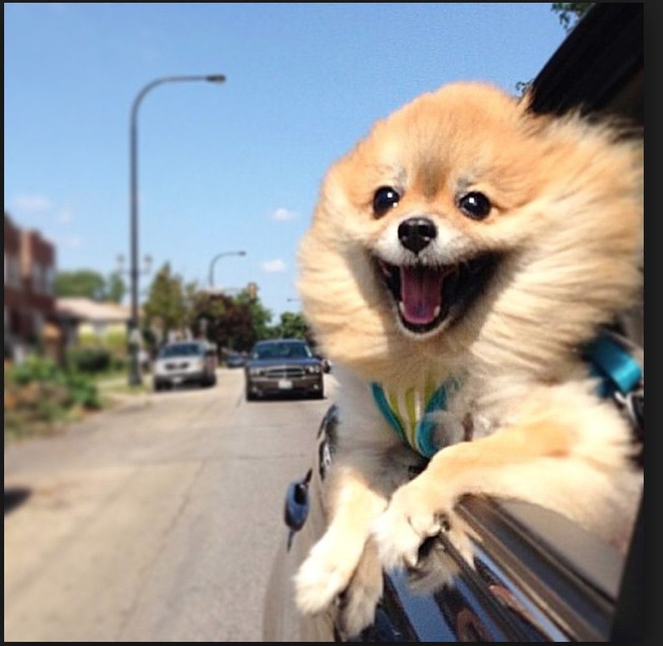 2018 Midterm Election Memes That Will Help You Get Through The Day