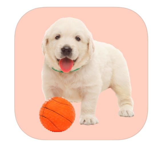 10 Free Apps All Dog Owners Should Download On Their Phones