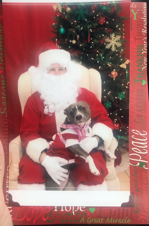 These 38 Santa Photos With Dogs Are The Greatest Gift You Can Get This ...