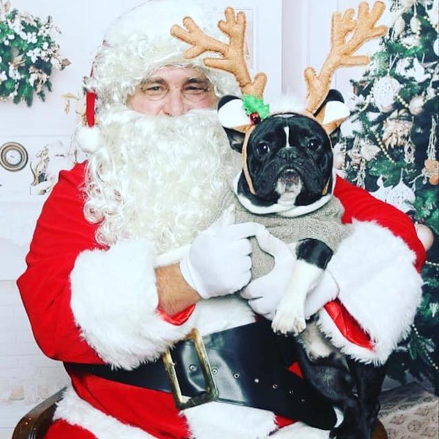 These 38 Santa Photos With Dogs Are The Greatest Gift You Can Get This ...