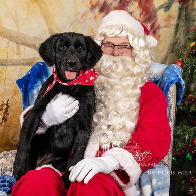 These 38 Santa Photos With Dogs Are The Greatest Gift You Can Get This ...