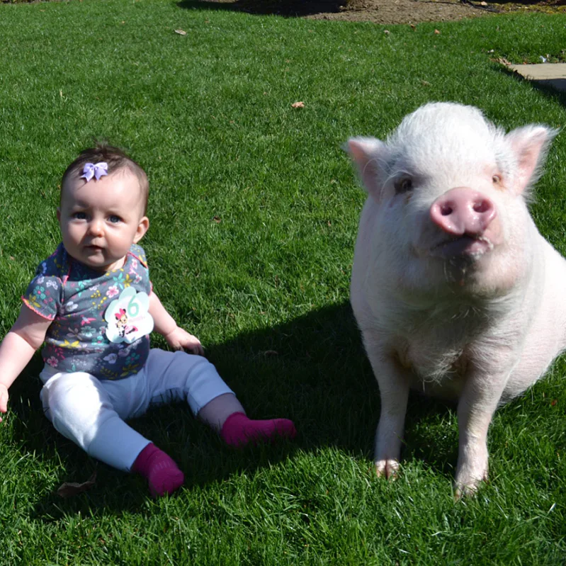 10 Cute Pics Of Babies With Pigs To Celebrate 2019, The Year Of The Pig