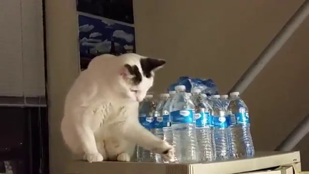 12 Videos Of Cats Knocking Things Over, Which Will Help Make Your Day ...