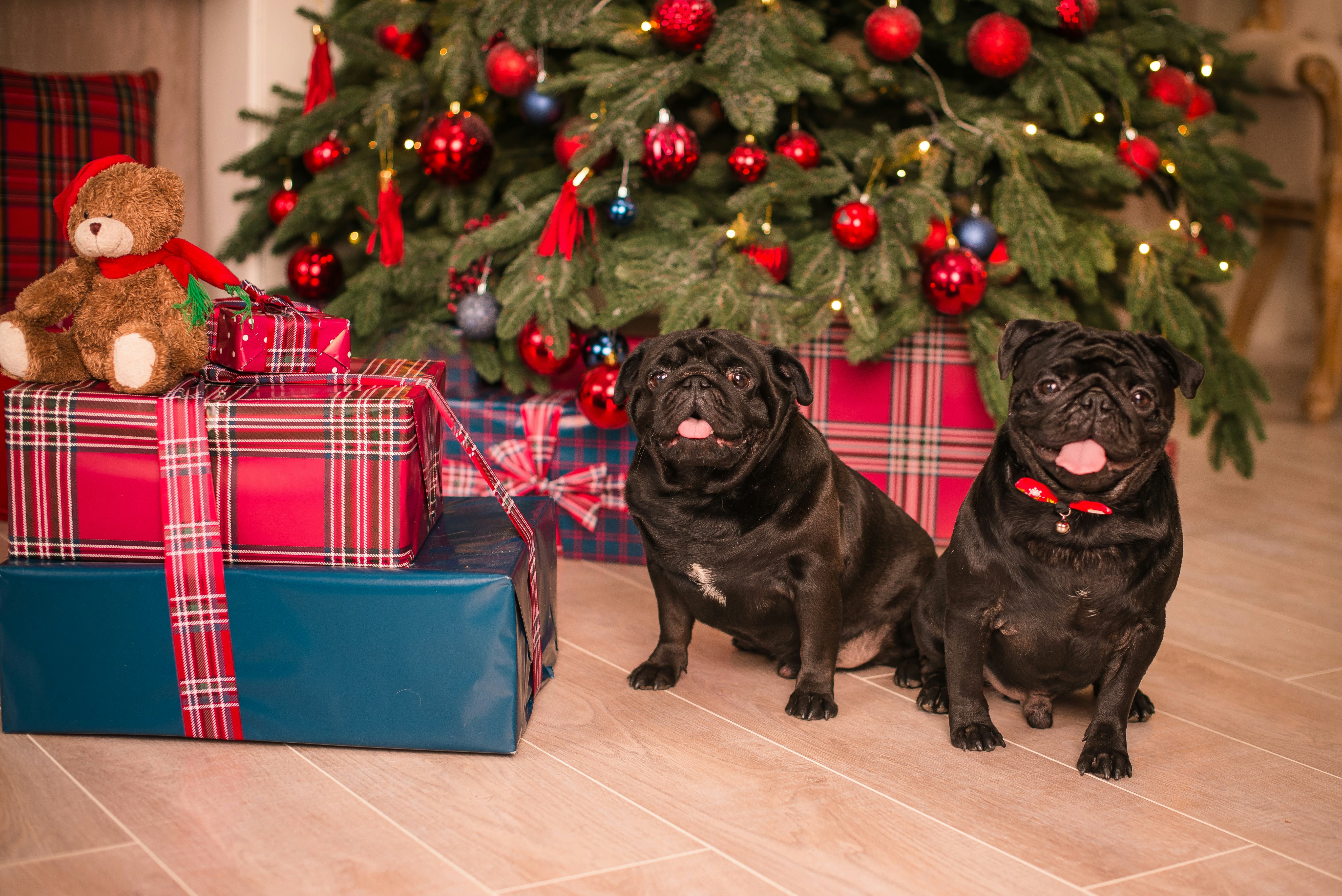8 Pictures Of Dogs & Christmas Trees To Wish You A Happy Howlidays