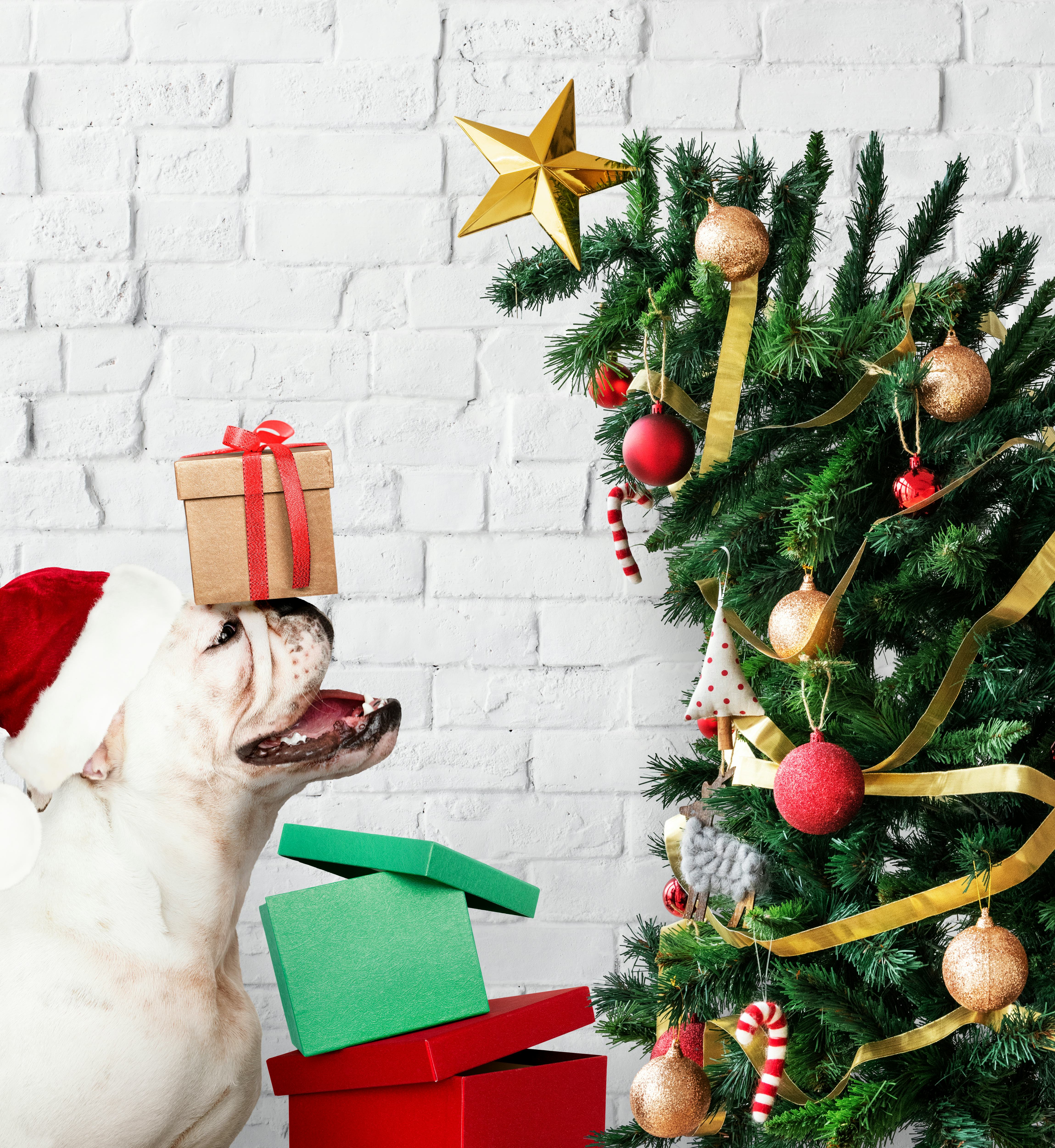 8 Pictures Of Dogs & Christmas Trees To Wish You A Happy Howlidays