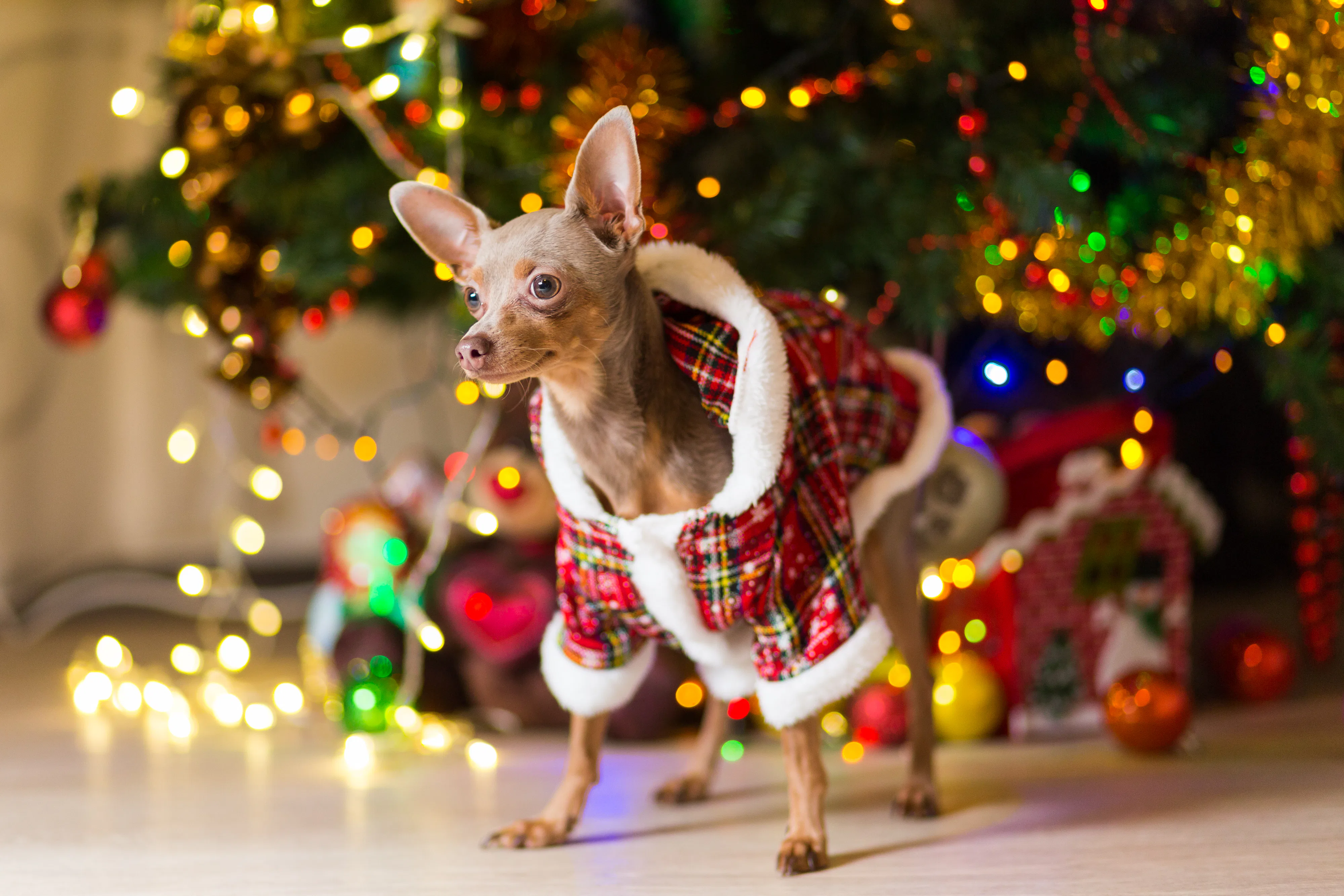 8 Pictures Of Dogs & Christmas Trees To Wish You A Happy Howlidays