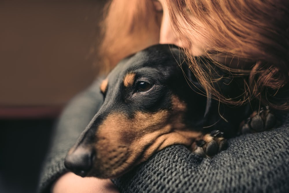 8 Ways To Soothe A Grieving Pet & Help Them Feel Better