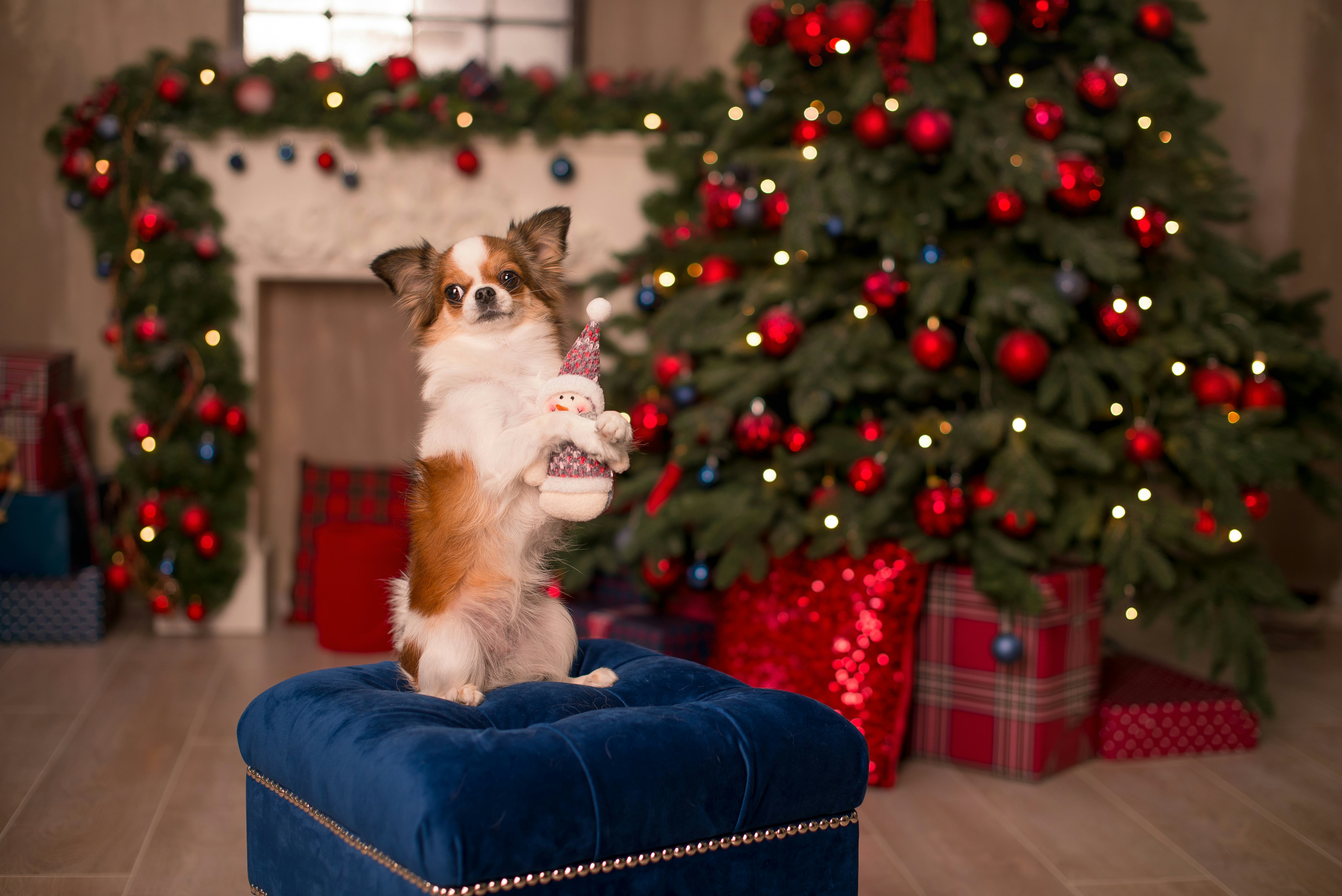 8 Pictures Of Dogs & Christmas Trees To Wish You A Happy Howlidays
