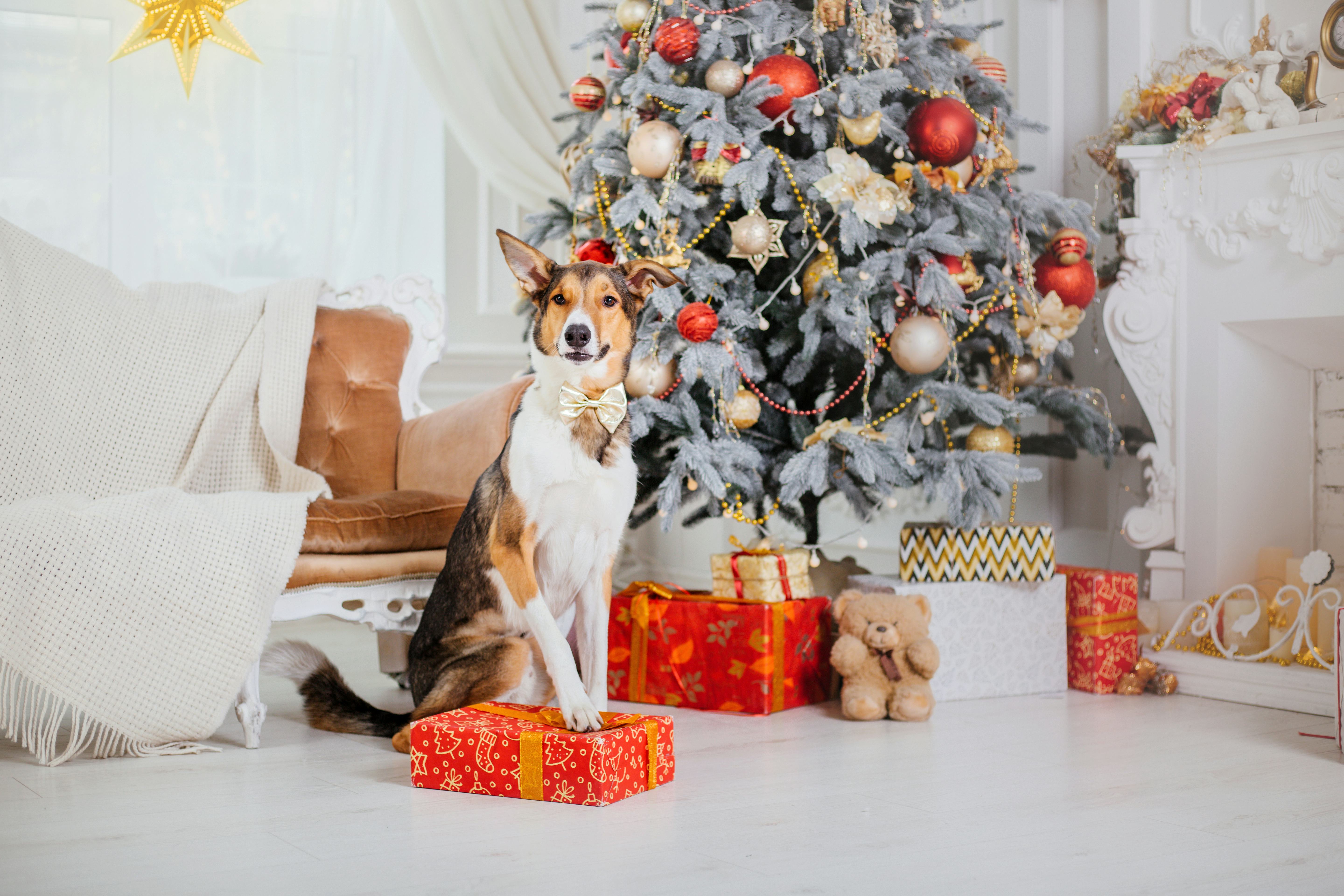 8 Pictures Of Dogs & Christmas Trees To Wish You A Happy Howlidays