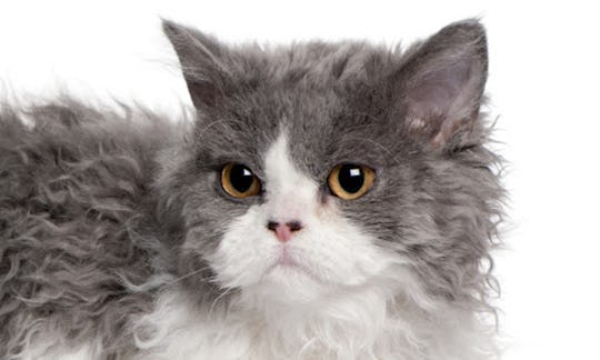 'Poodle Cats' Are The Cutest Squee-Worthy Fluff Balls You Have To See ...