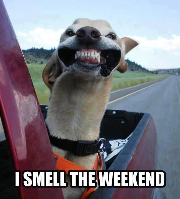 10 Memes About Friday That Show How Ready We Are For The Week To ...