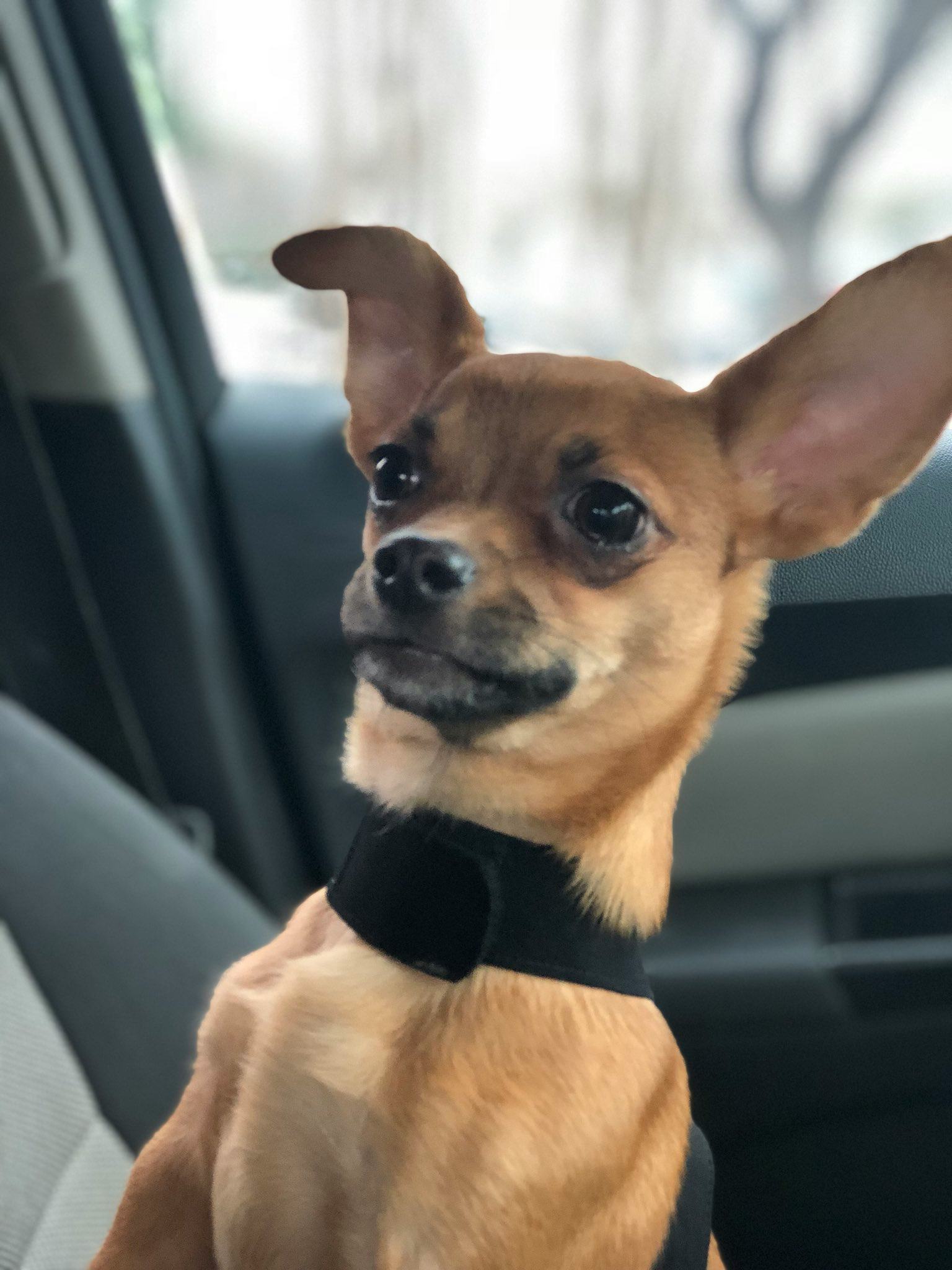 9 Small Dog Memes That Are So Cute, They'll Make You Drop Everything ...