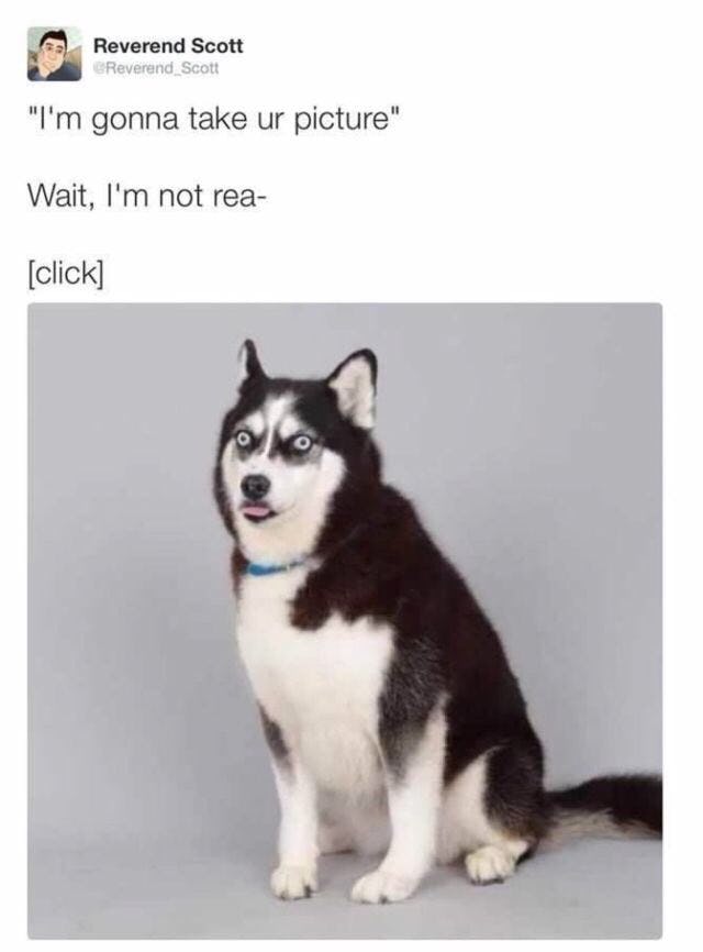 9 Small Dog Memes That Are So Cute, They'll Make You Drop Everything ...