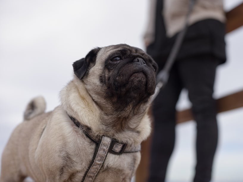 8 Pictures Of Pugs That'll Make You Want To Hug Your Fur Baby ASAP