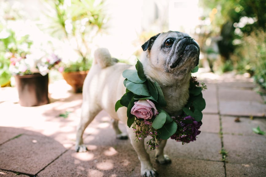 8 Pictures Of Pugs That'll Make You Want To Hug Your Fur Baby ASAP