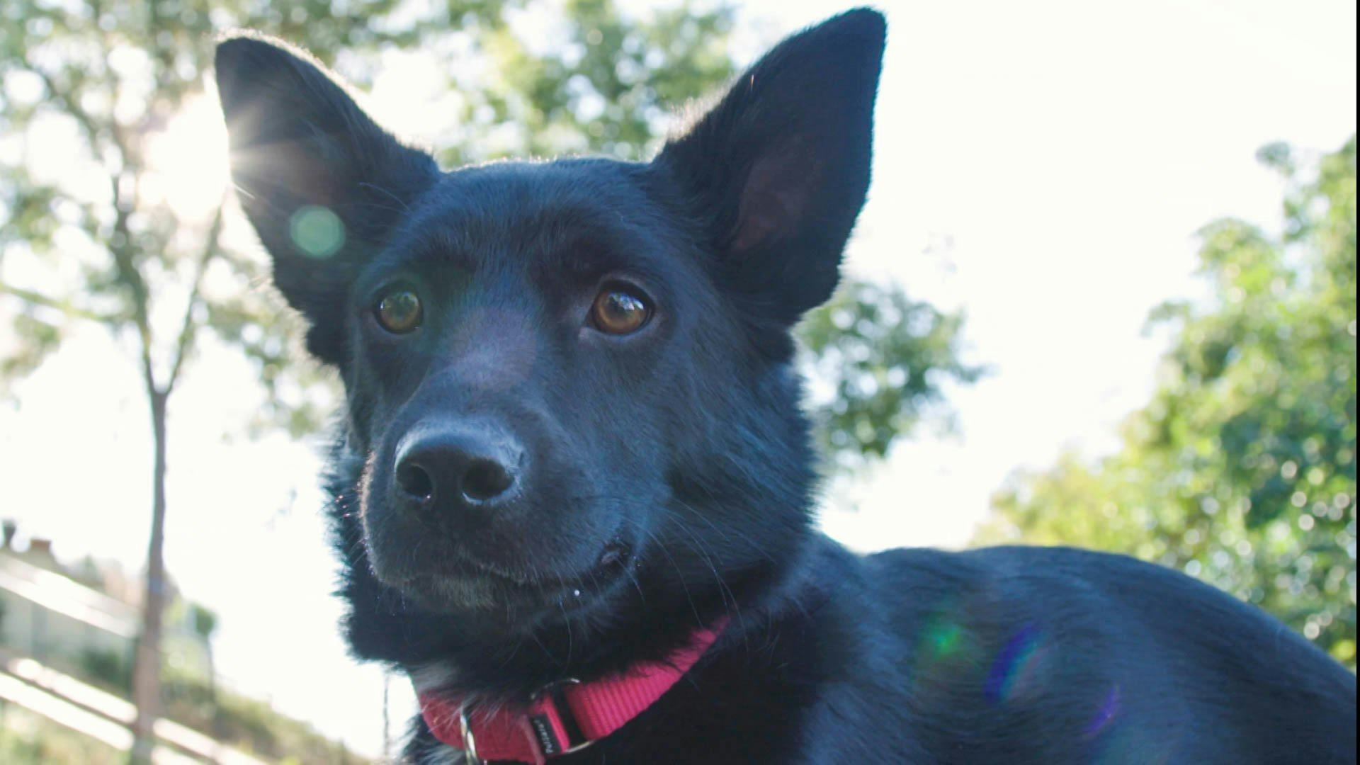 What To Name Your Dog, Based On Your Zodiac Sign