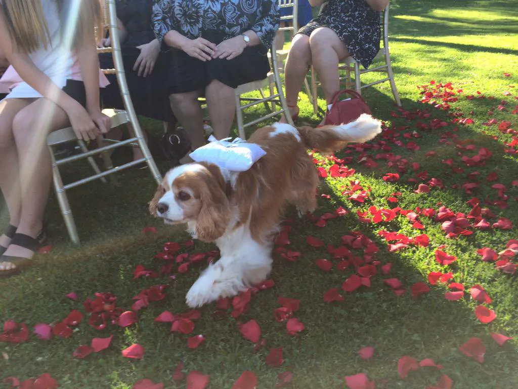 10 Pictures Of Dogs As Ring Bearers That'll Make You Say, "I Ruff You"