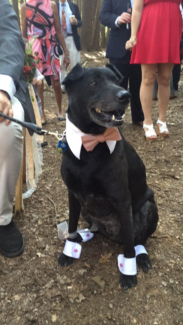 10 Pictures Of Dogs As Ring Bearers That'll Make You Say, "I Ruff You"