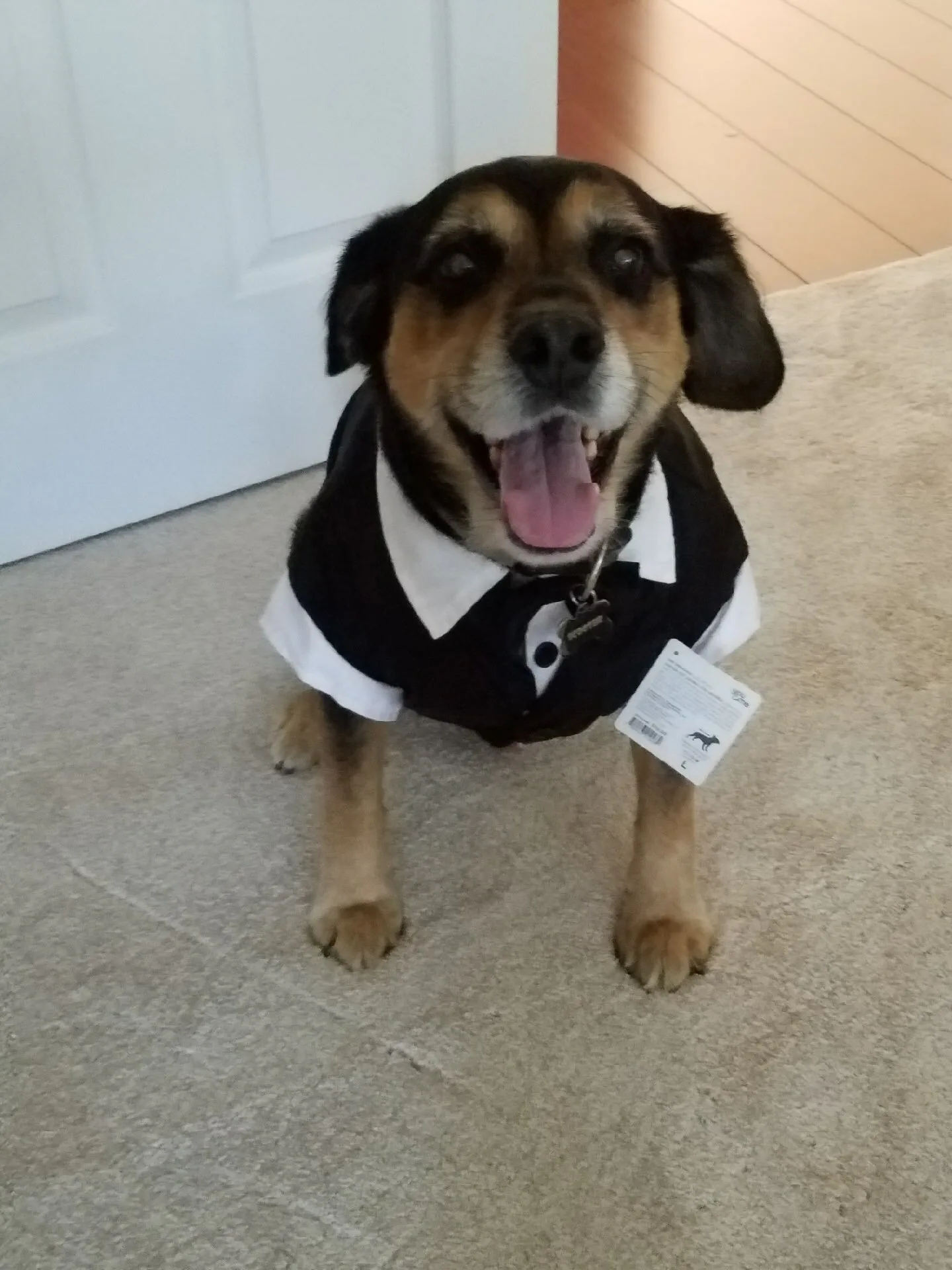 10 Pictures Of Dogs As Ring Bearers That'll Make You Say, "I Ruff You"