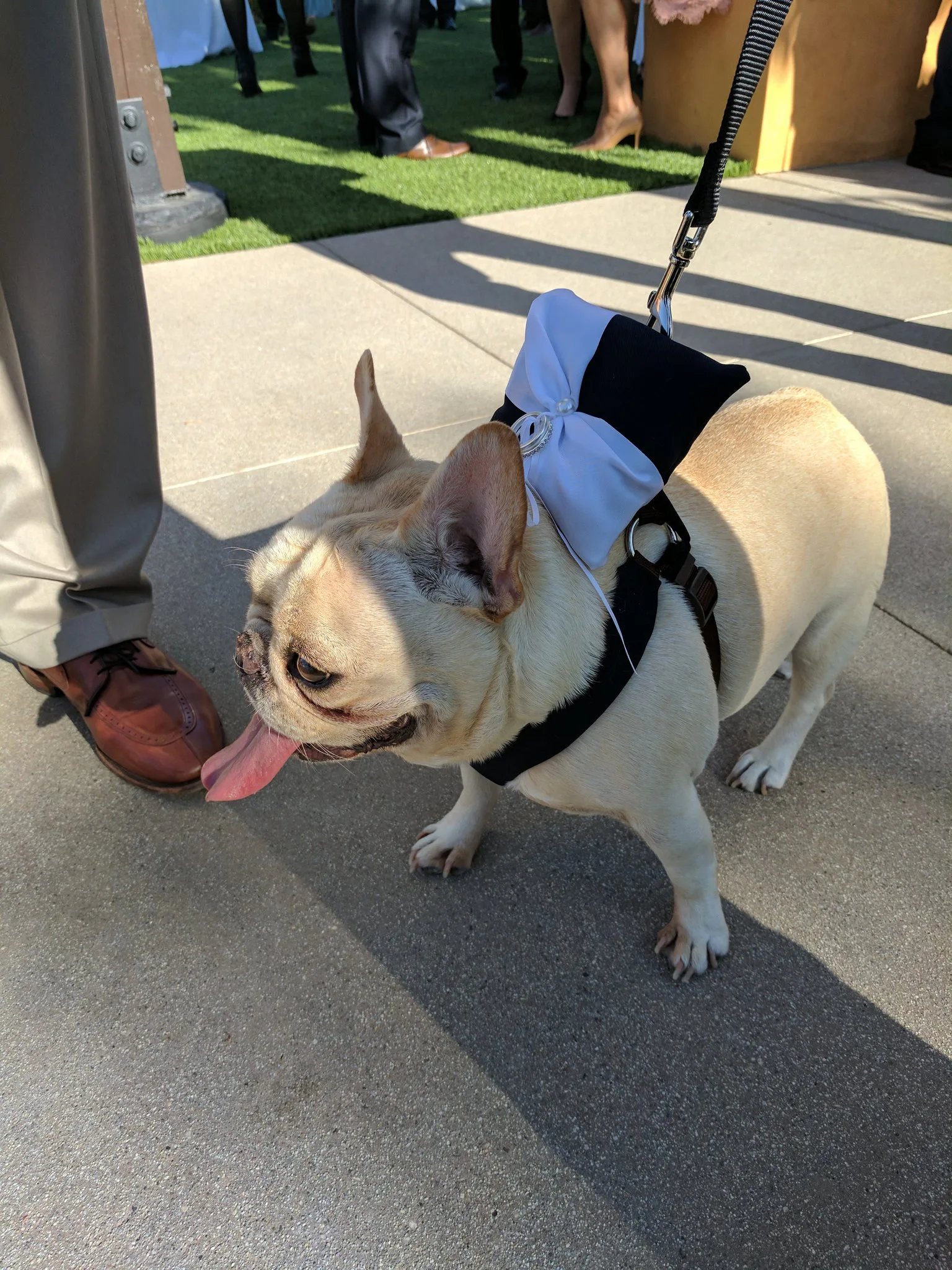 10 Pictures Of Dogs As Ring Bearers That'll Make You Say, "I Ruff You"
