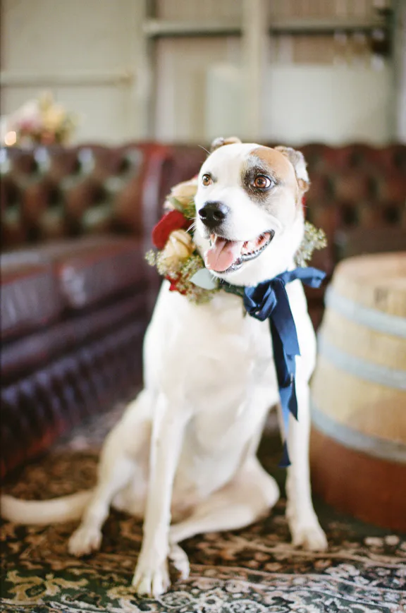 10 Pictures Of Dogs As Ring Bearers That'll Make You Say, "I Ruff You"