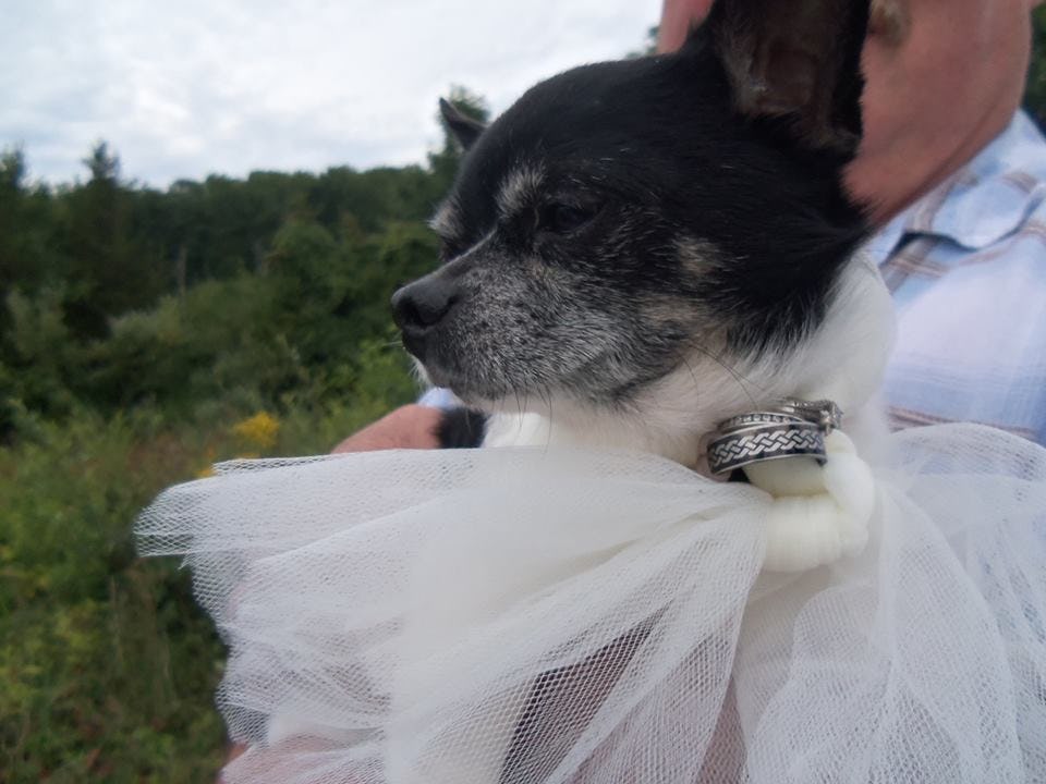 10 Pictures Of Dogs As Ring Bearers That'll Make You Say, "I Ruff You"