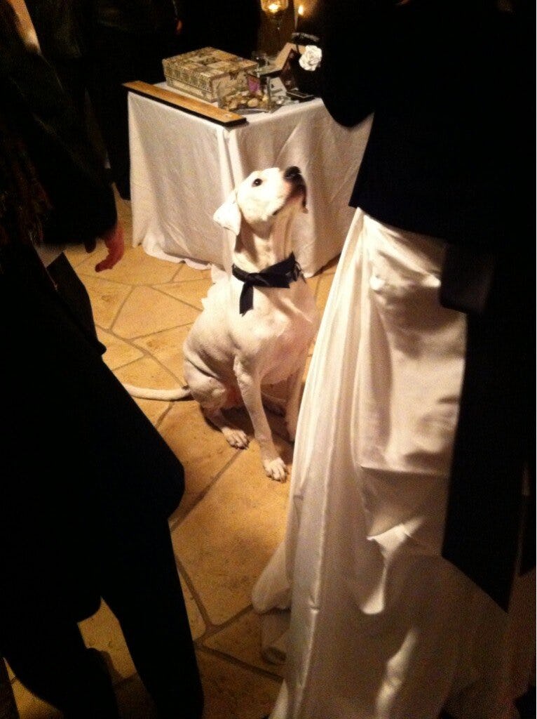 10 Pictures Of Dogs As Ring Bearers That'll Make You Say, "I Ruff You"