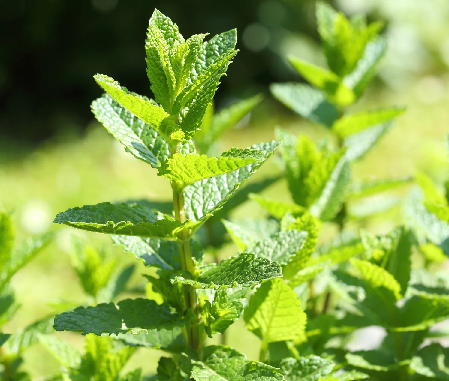 3 Peppermint Oil Uses For Clear Skin And Healthy Hair
