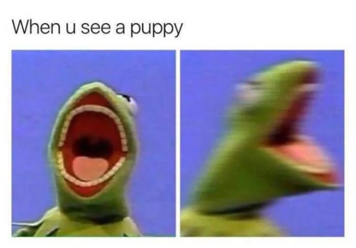 14 Puppy Memes To Share On National Puppy Day 2018 That Are Just ...