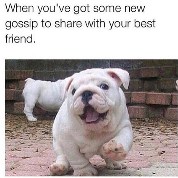 14 Puppy Memes To Share On National Puppy Day 2018 That Are Just ...