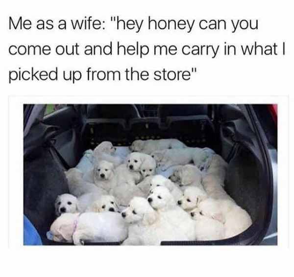 14 Puppy Memes To Share On National Puppy Day 2018 That Are Just ...