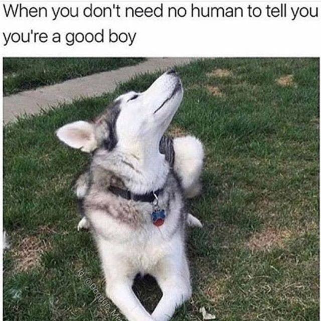 14 Puppy Memes To Share On National Puppy Day 2018 That Are Just ...