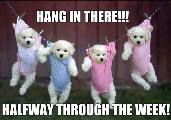 14 Puppy Memes To Share On National Puppy Day 2018 That Are Just ...