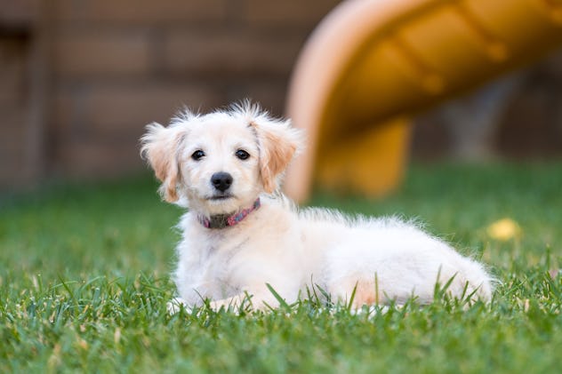 7 Small, Kid-Friendly Dog Breeds That'll Make Everyday Cuddle Day