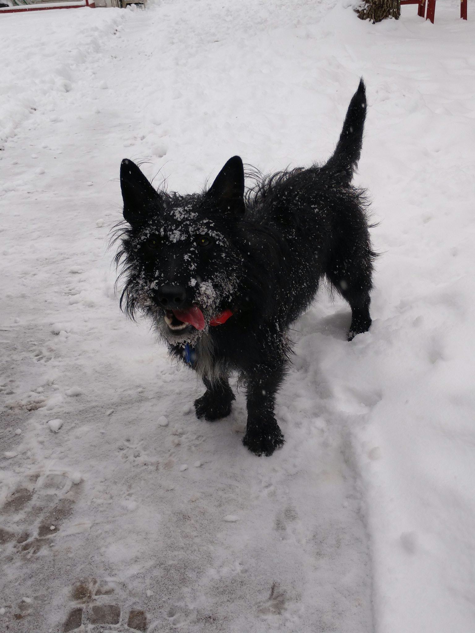 5 Dog-Friendly Movie Theaters Around The World That Everyone Should ...