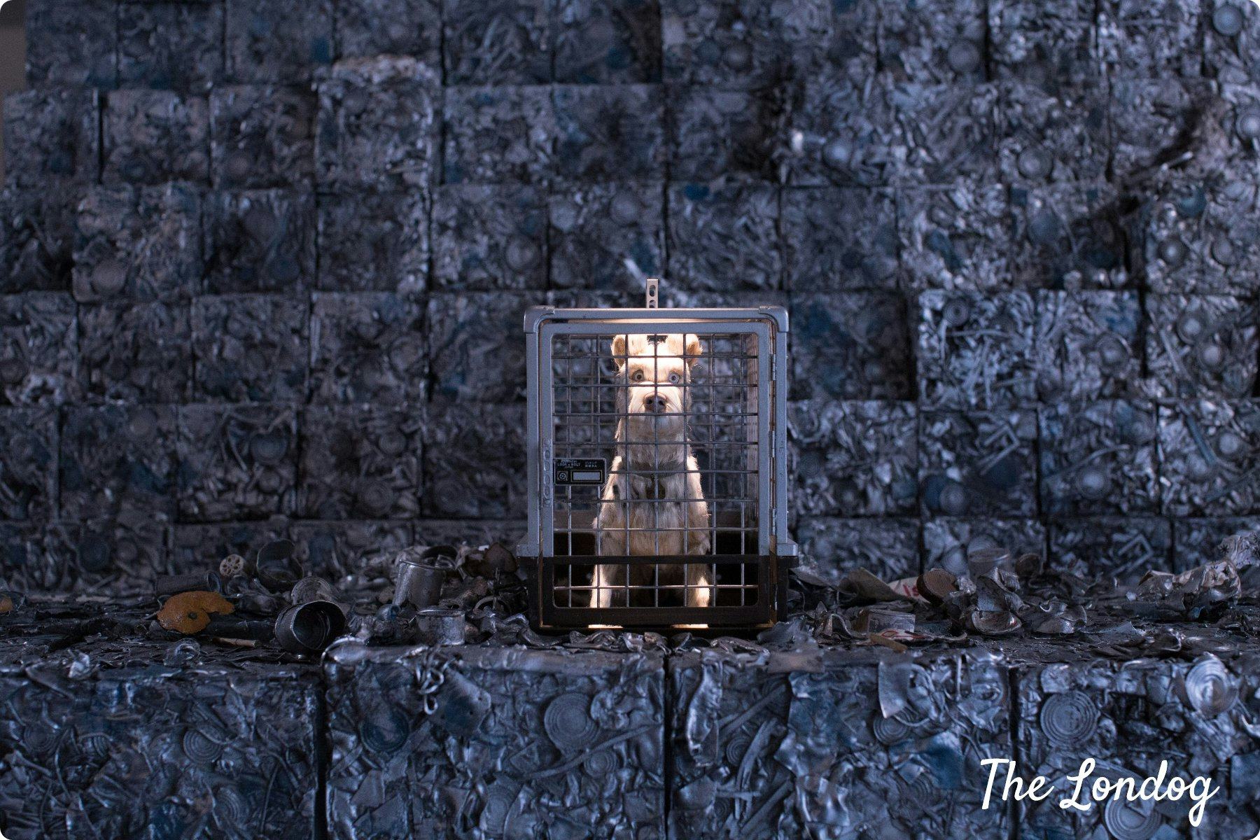 5 Dog-Friendly Movie Theaters Around The World That Everyone Should ...