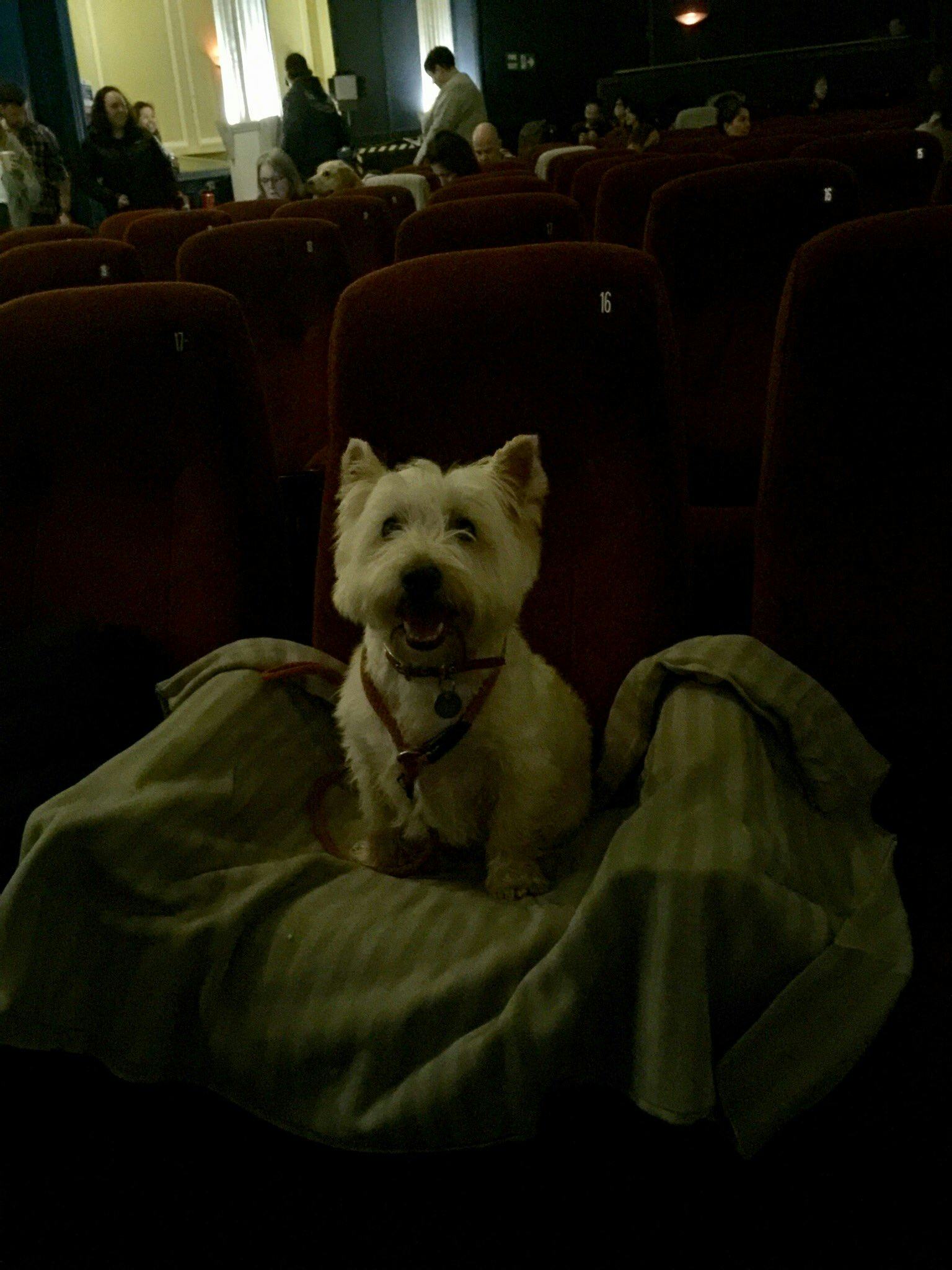 5 Dog-Friendly Movie Theaters Around The World That Everyone Should ...