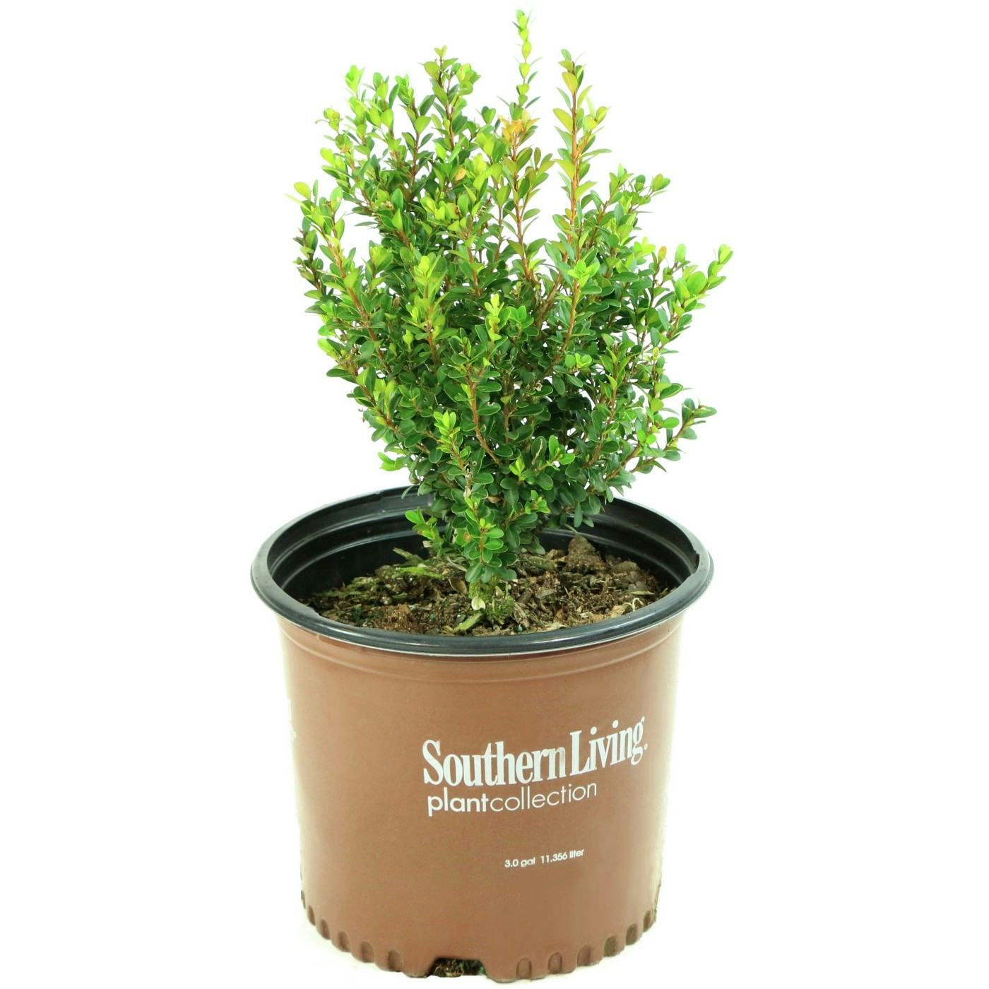 13 Plants You Can Buy From Target