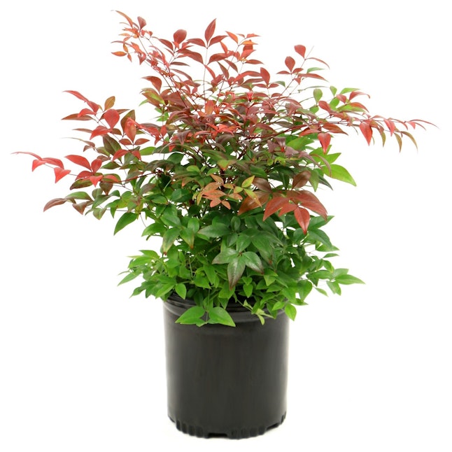 13 Plants You Can Buy From Target