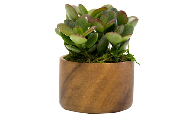 13 Plants You Can Buy From Target