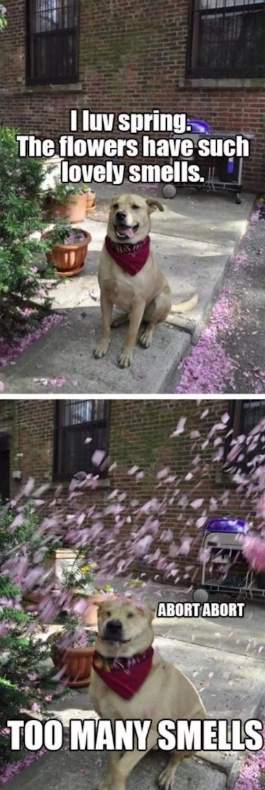 11 First Day Of Spring 2018 Memes That Capture Just How Desperate ...